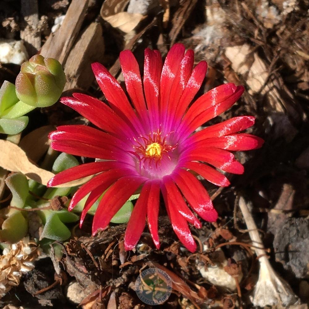 Ice Plant (Delosperma Granita® Raspberry) - Garden.org