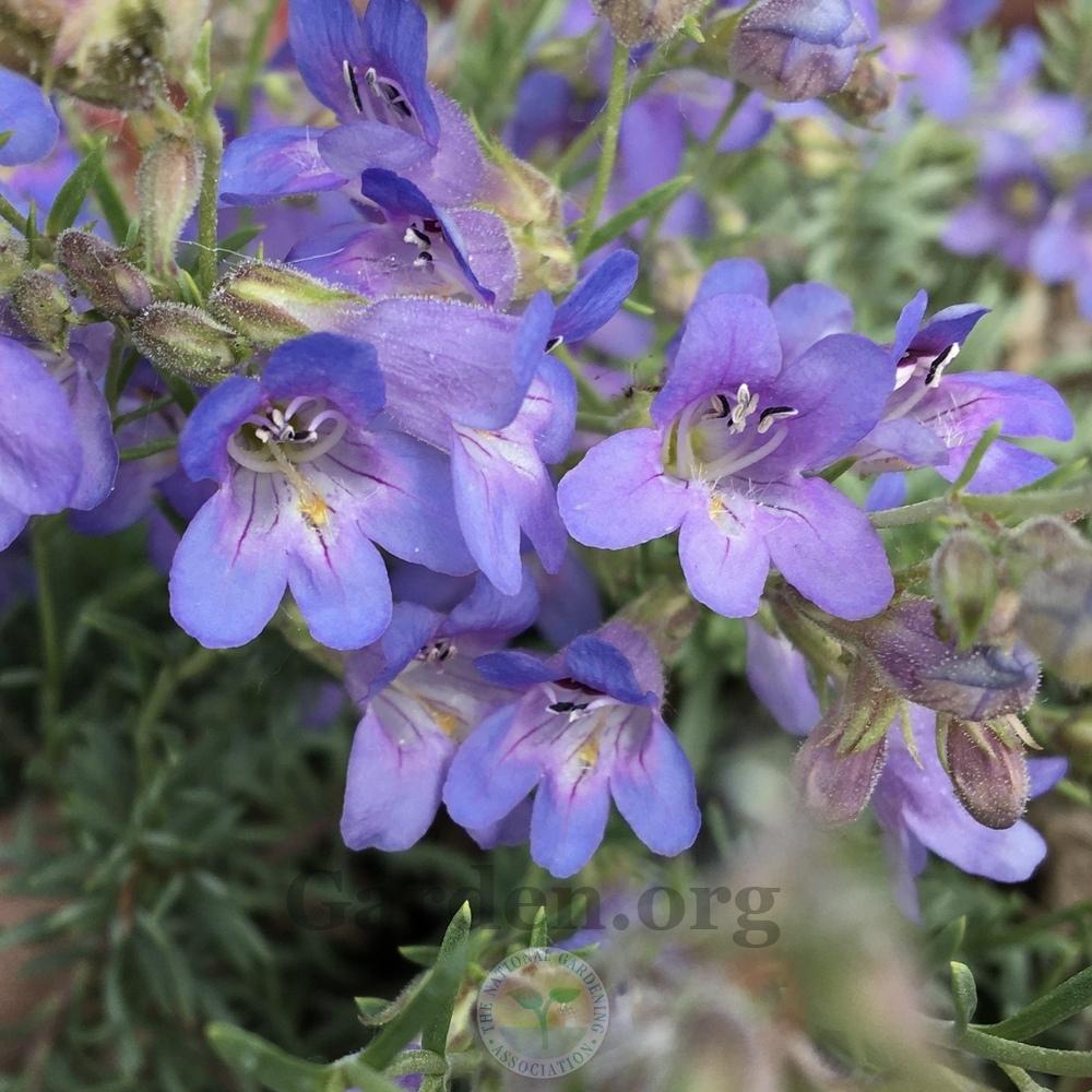 Bluemat Penstemon (Penstemon linarioides subsp. coloradoensis Silverton ...