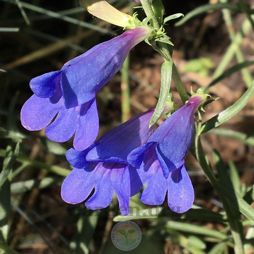 Penstemons: Plant Care and Collection of Varieties - Garden.org