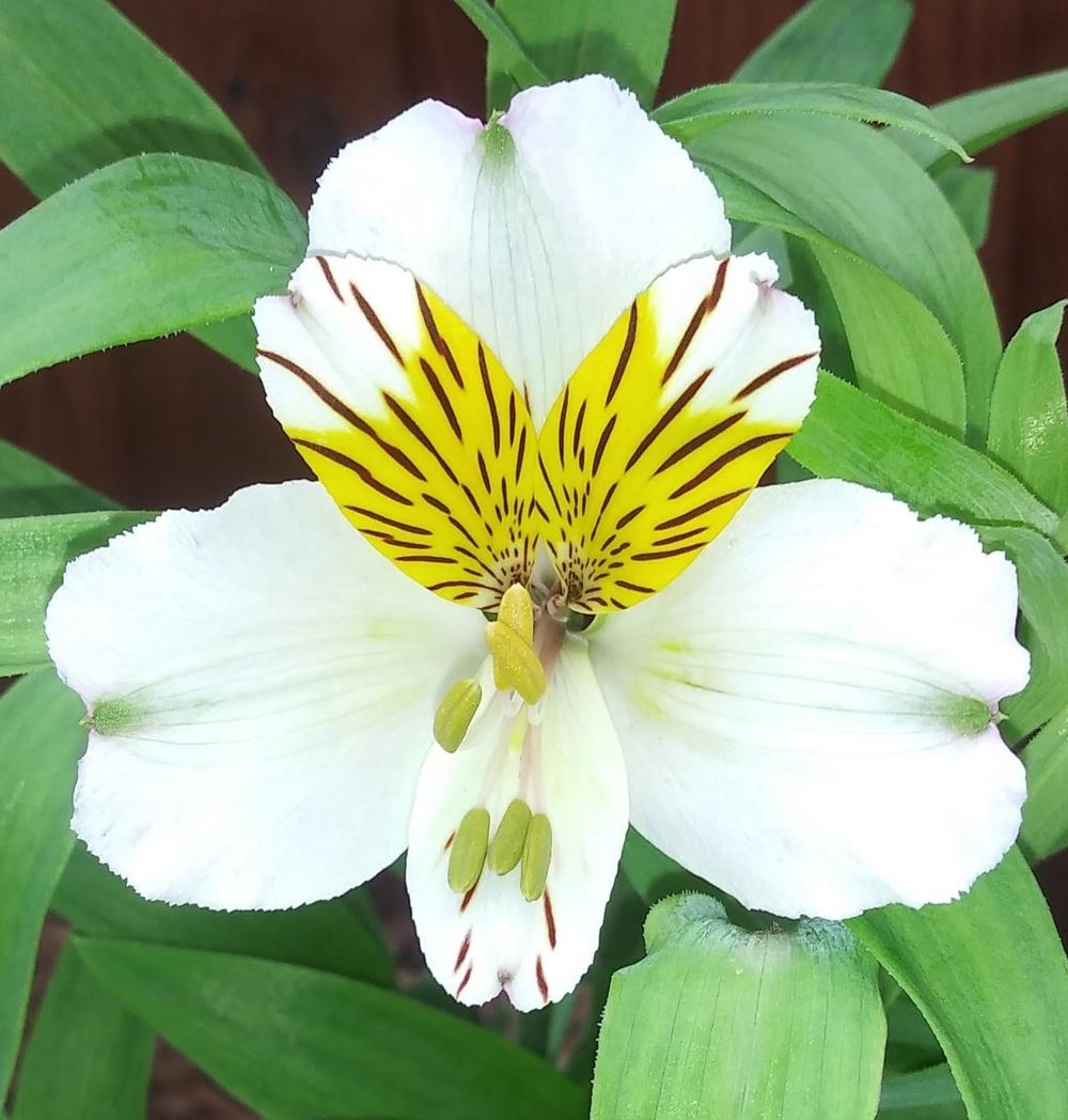Peruvian Lily (Alstroemeria 'Apollo') in the Peruvian Lilies Database ...