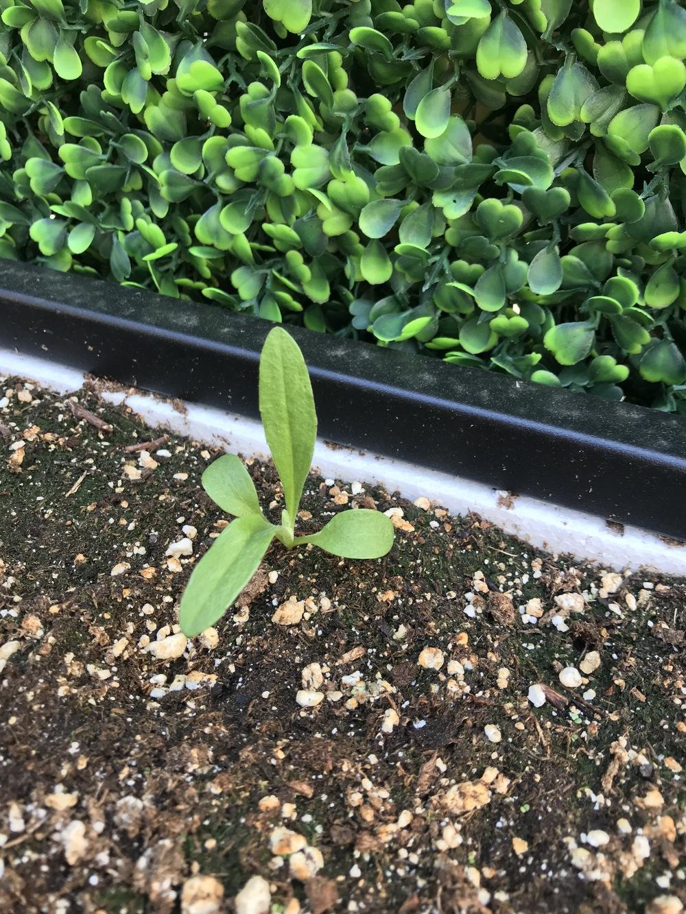 Sprout identification help in the Herbs forum - Garden.org