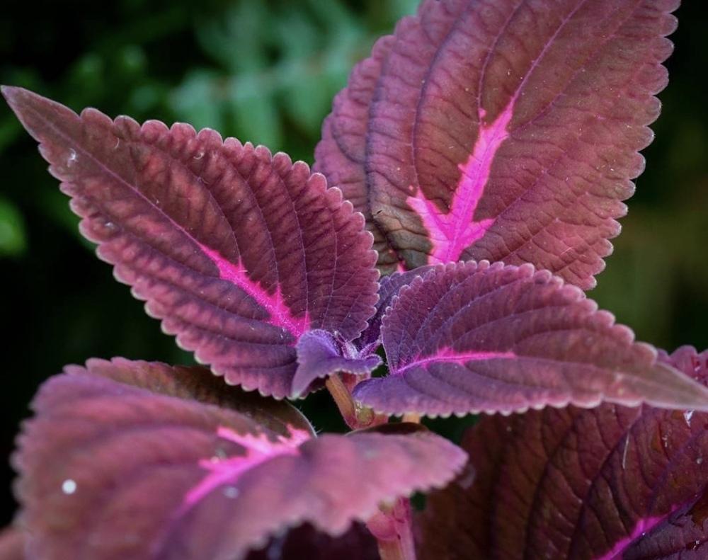 Coleus: Plant Care and Collection of Varieties - Garden.org