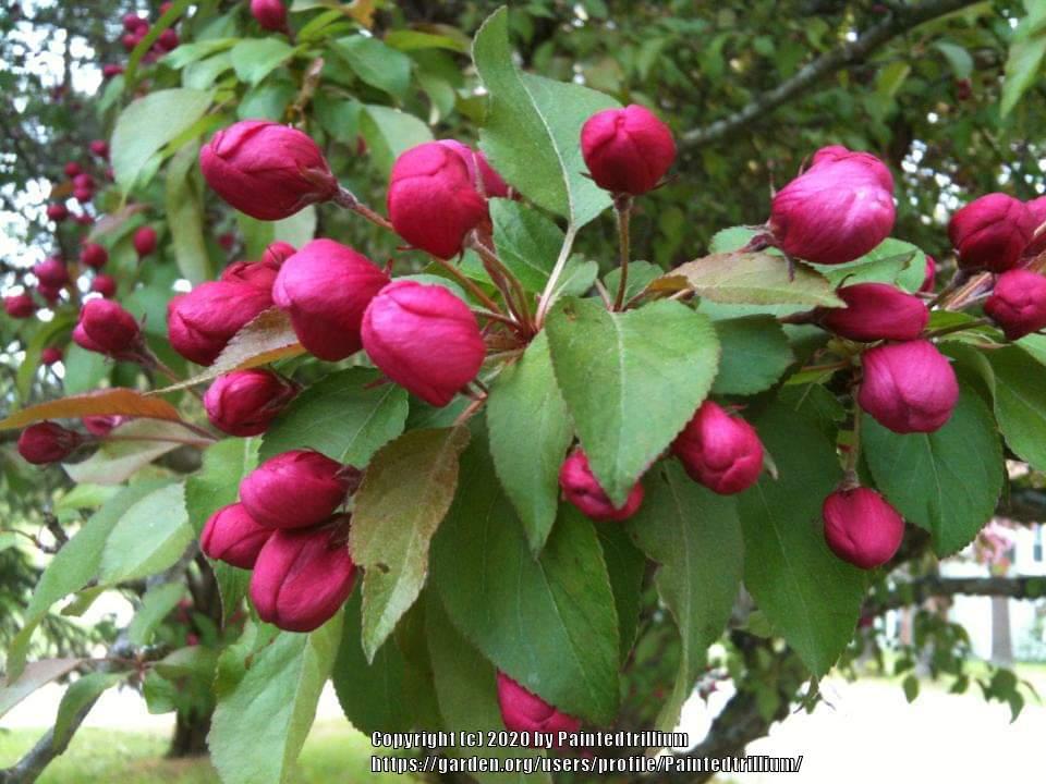 Photo of the closeup of buds, sepals and receptacles of Flowering Crabapple (Malus 'Adams ...