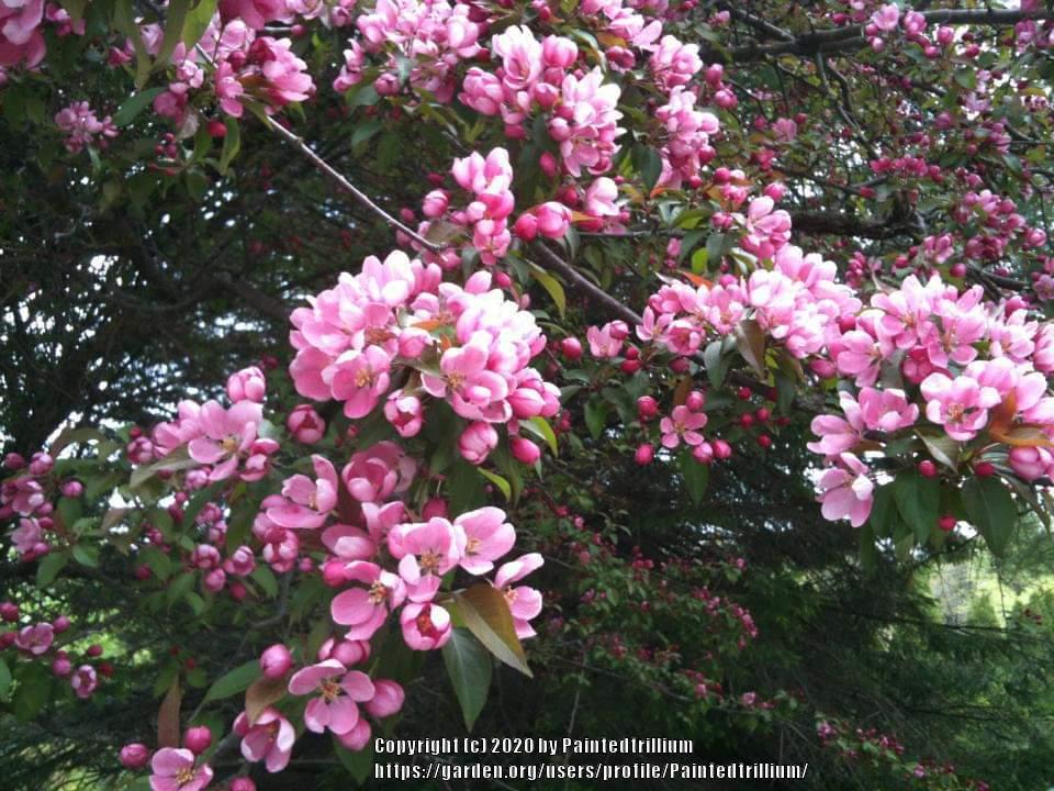 Photo of the stem, scape, stalk or bark of Flowering Crabapple (Malus ...