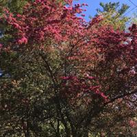 Photo of the entire plant of Flowering Crabapple (Malus 'Adams') posted ...