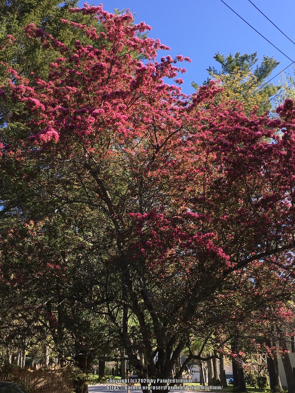 Photo of the entire plant of Flowering Crabapple (Malus 'Adams') posted ...