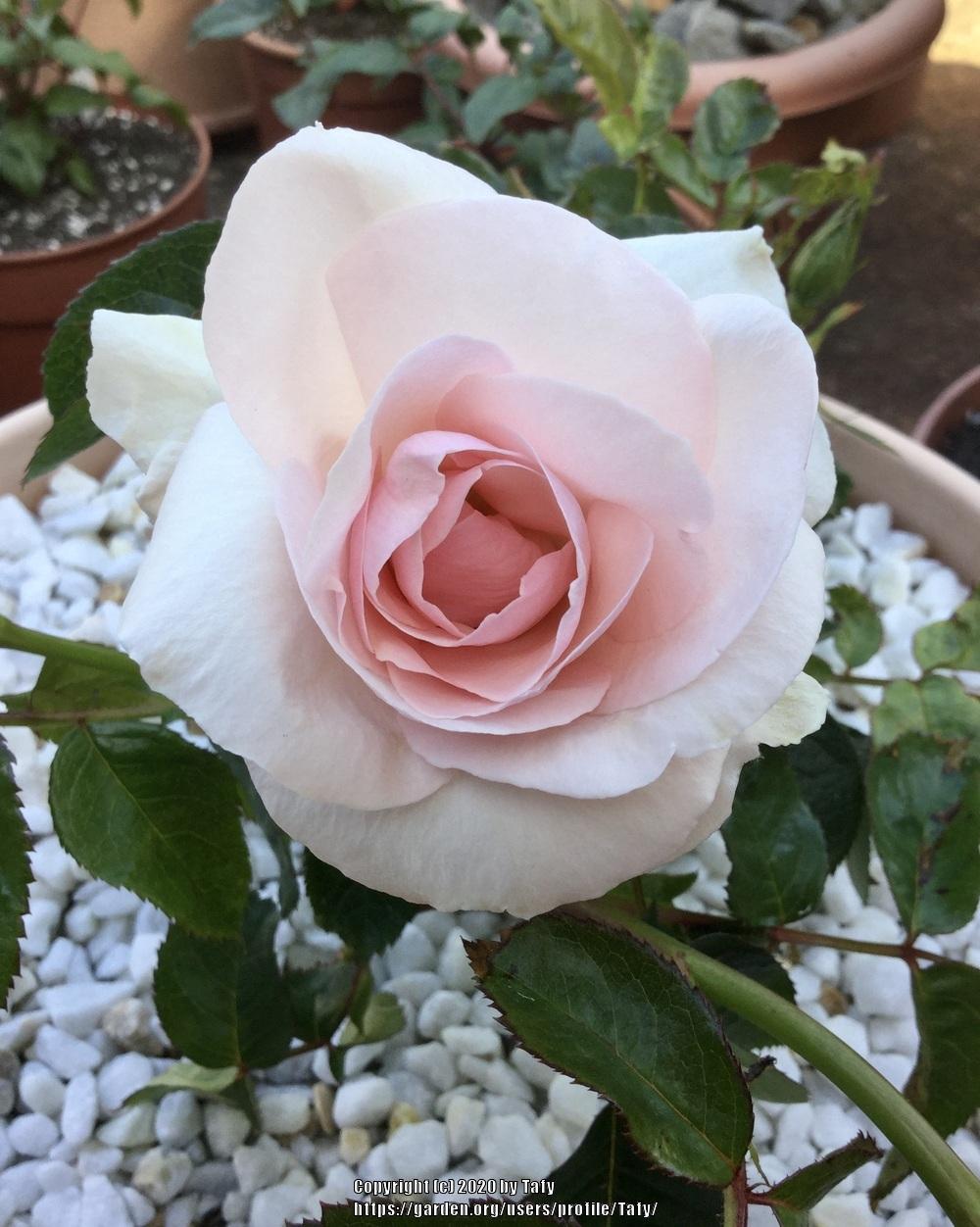 Rose Identification ? in the Roses forum - Garden.org