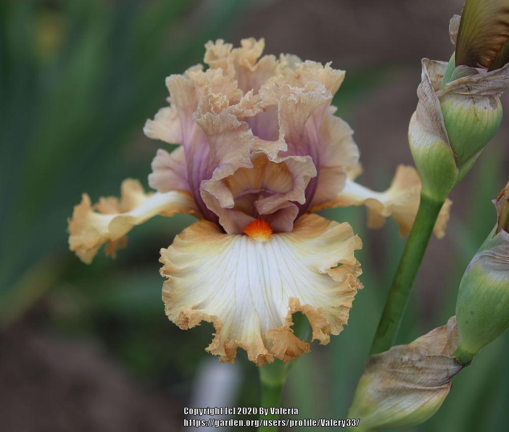 Tall Bearded Iris (Iris 'Good on Ya') in the Irises Database - Garden.org