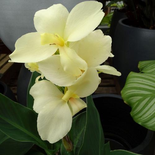 Canna 'Alaska' in the Cannas Database - Garden.org