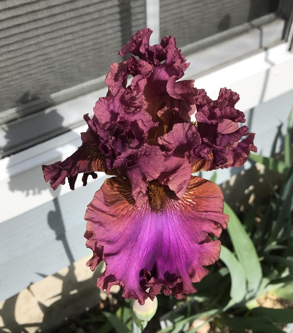Photo of the bloom of Tall Bearded Iris (Iris 'Ravishing Ruby') posted ...