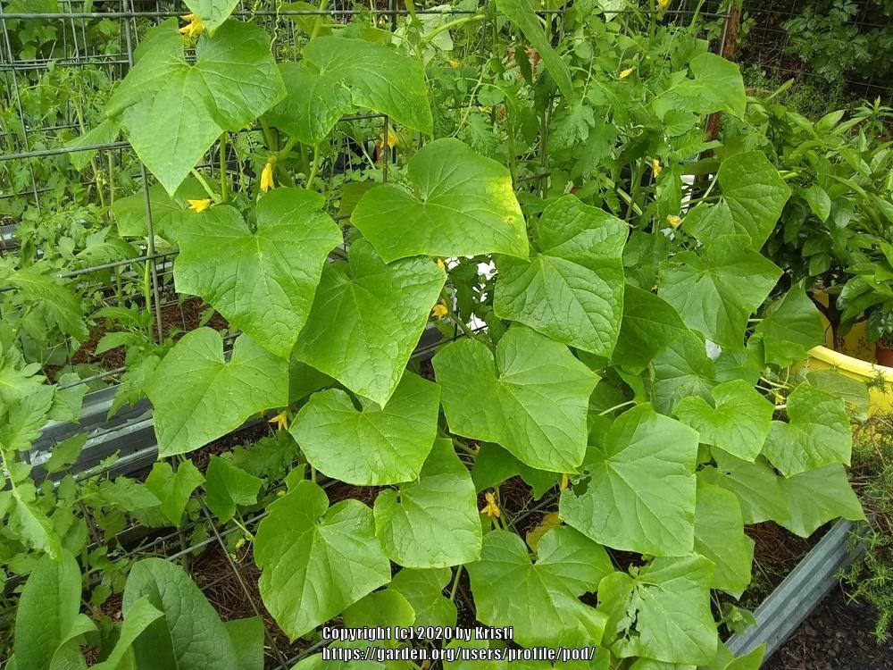 Cucumbers: Plant Care and Collection of Varieties - Garden.org