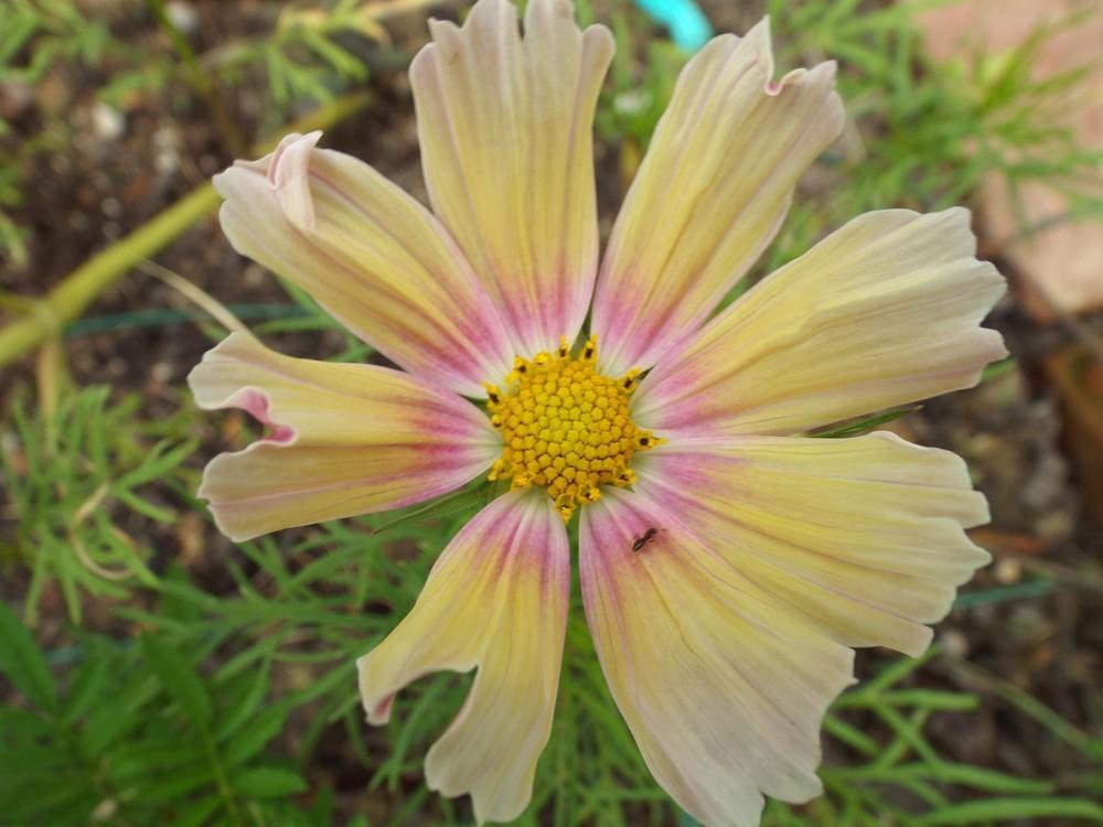 Cosmos: Plant Care and Collection of Varieties - Garden.org
