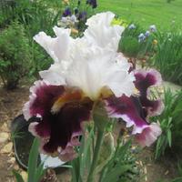 Tall Bearded Iris (Iris 'When Doves Cry') in the Irises Database ...