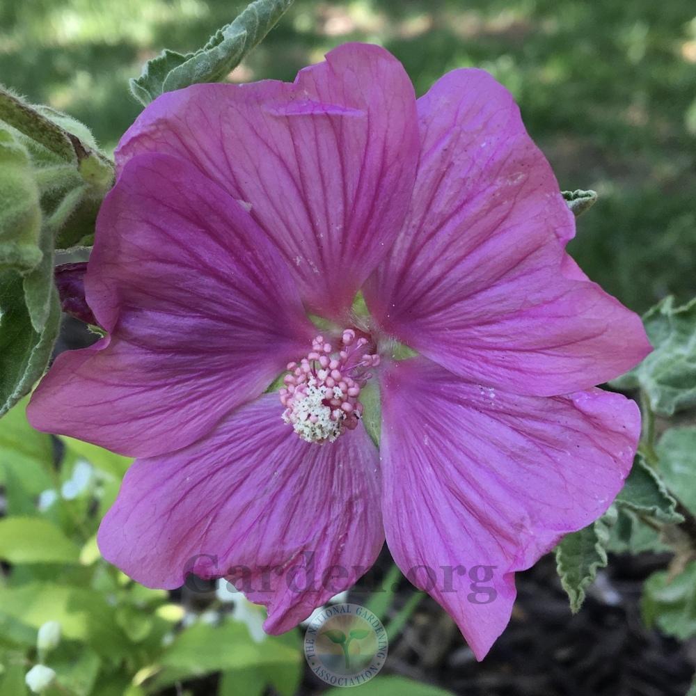 Tree Mallow (Malva 'Bredon Springs') - Garden.org