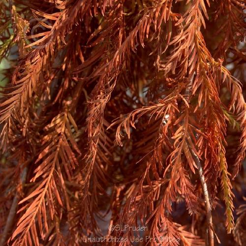 Bald Cypress (Taxodium distichum 'Falling Waters') - Garden.org