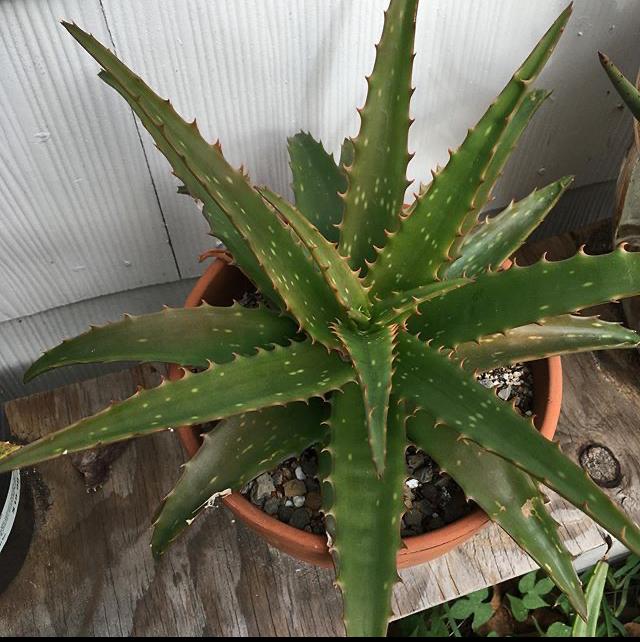 Photo of the entire plant of Aloe 'Night Sky' posted by Djinnrickey ...