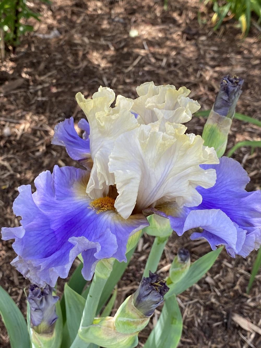 Photo of the bloom of Tall Bearded Iris (Iris 'All Ashore') posted by ...