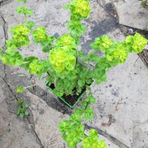 Variegated Oregano (Origanum vulgare 'Gold Tip') in the Oreganos ...