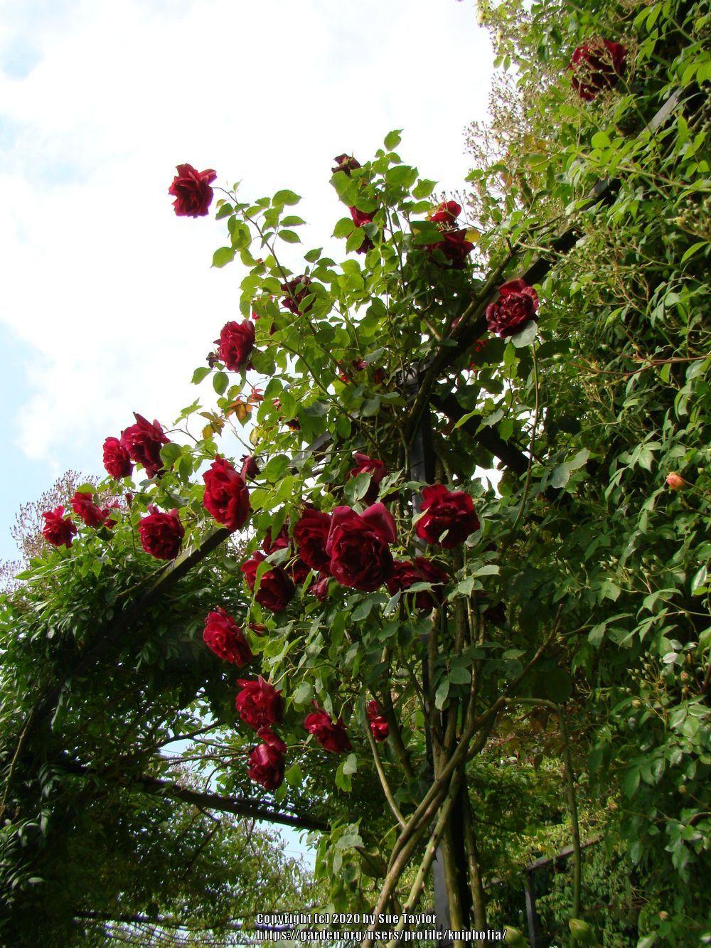 Photo of the entire plant of Climbing Hybrid Tea Rose (Rosa 'Etoile de ...