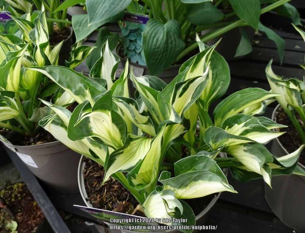 Hosta 'Colored Hulk' in the Hostas Database - Garden.org