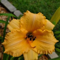 Daylily (Hemerocallis 'Naomi Ruth') in the Daylilies Database - Garden.org