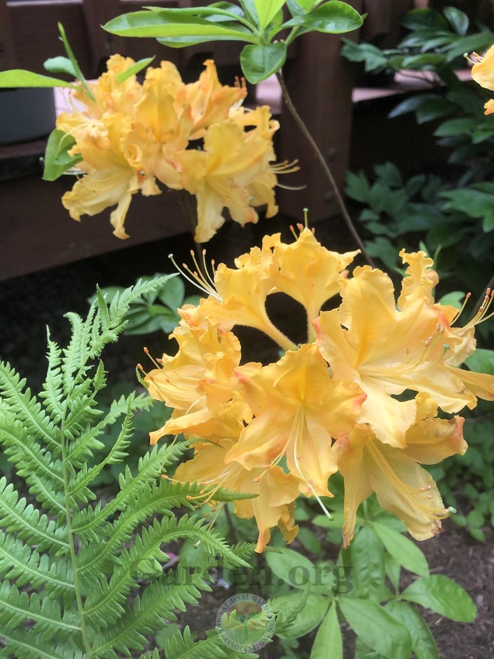 Signs of Spring 2020 in the Peonies forum - Garden.org