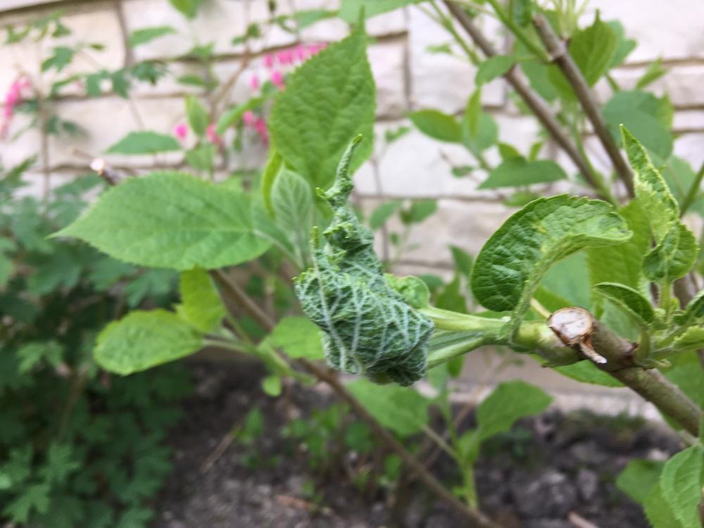 insect damage on Annabelle hydrangea in the Ask a Question forum ...