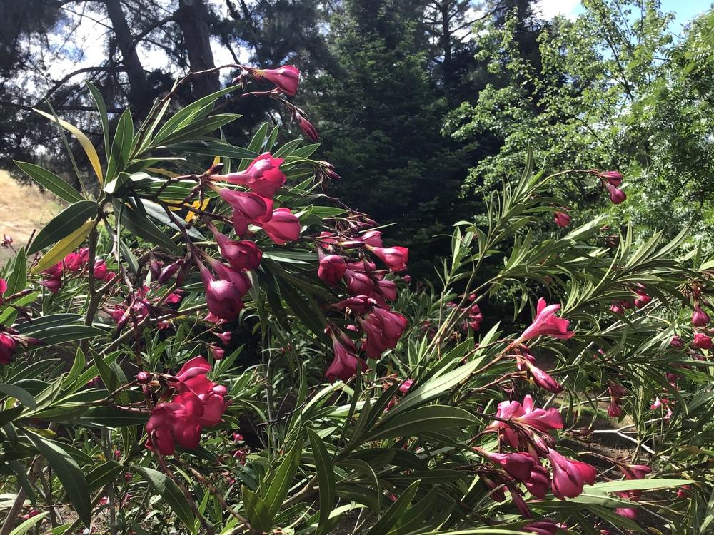 Oleanders: Plant Care and Collection of Varieties - Garden.org