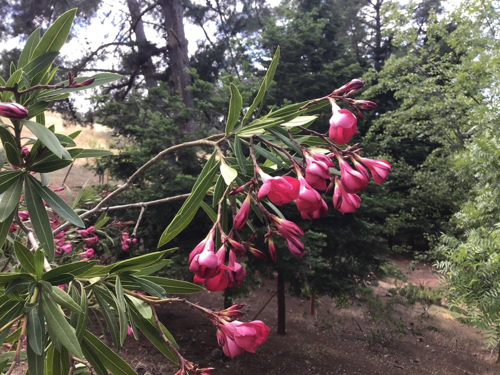 Photo of the bloom of Oleander (Nerium oleander 'Red Cardinal') posted ...