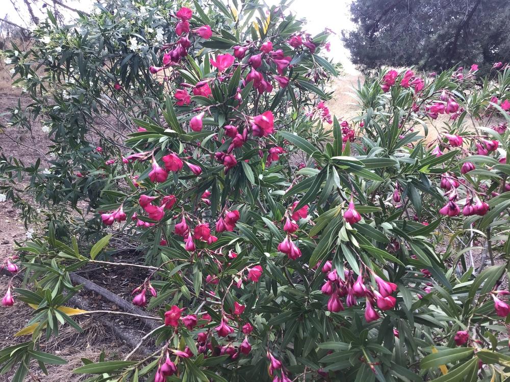 Oleanders: Plant Care and Collection of Varieties - Garden.org