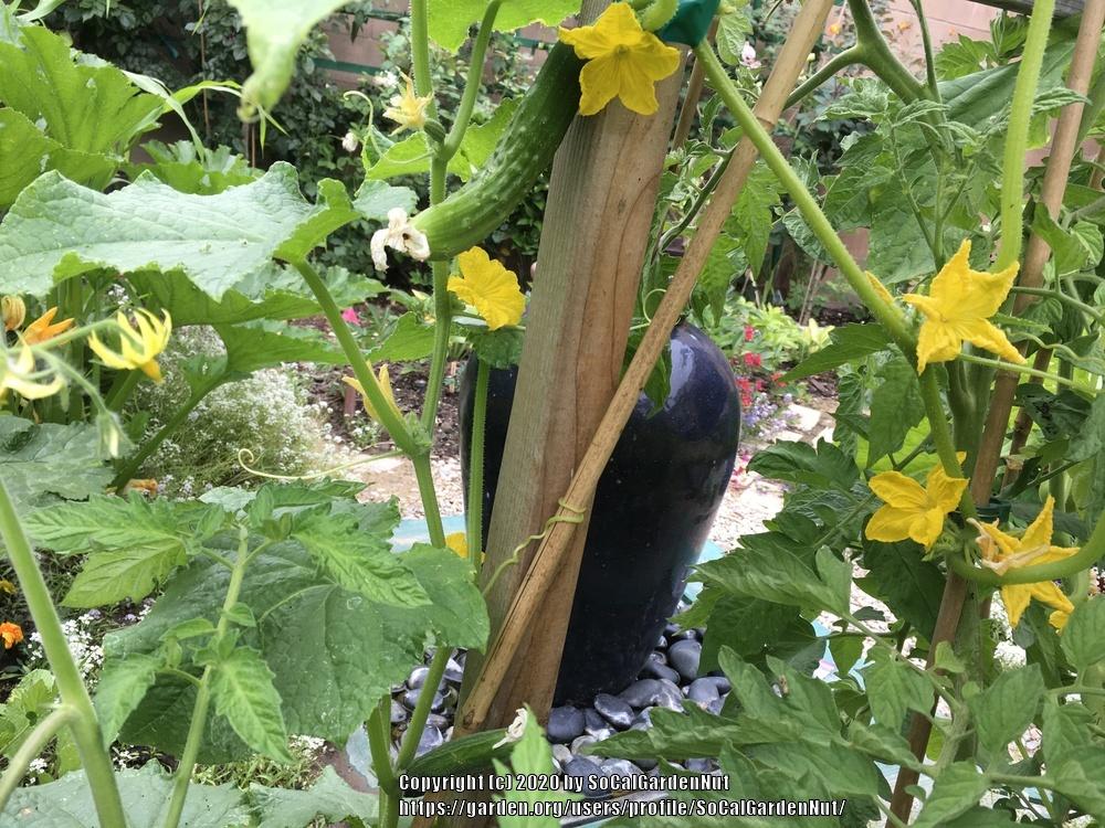 Viewing post #2256301 by SoCalGardenNut - Garden.org