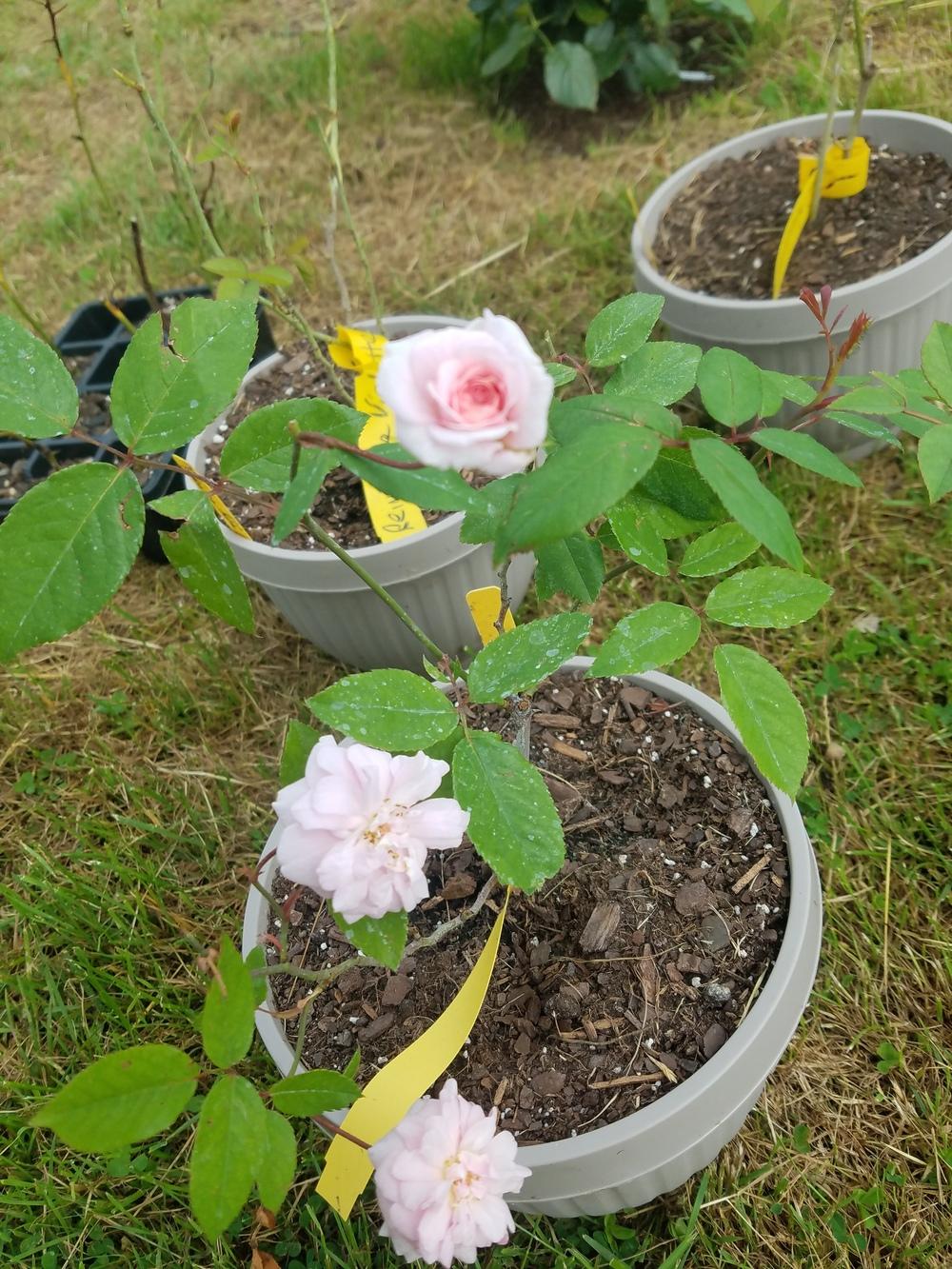 Relocating Our Roses Advice???? in the Roses forum - Garden.org