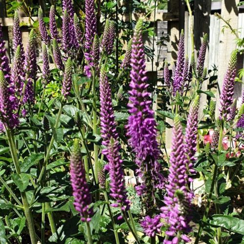 Speedwell (Veronica longifolia First Match) in the Veronicas Database ...