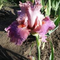 Photo of the bloom of Tall Bearded Iris (Iris 'Okapi Poppy') posted by scary1785 - Garden.org