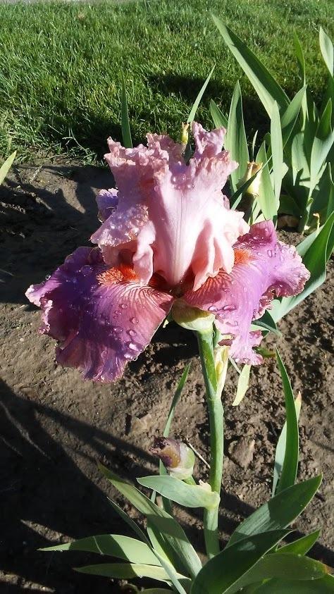 Photo of the bloom of Tall Bearded Iris (Iris 'Okapi Poppy') posted by scary1785 - Garden.org