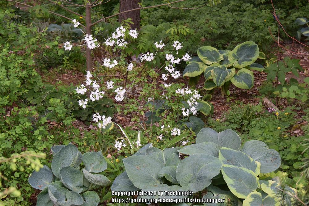 Photo of the entire plant of Alabama Azalea (Rhododendron alabamense ...
