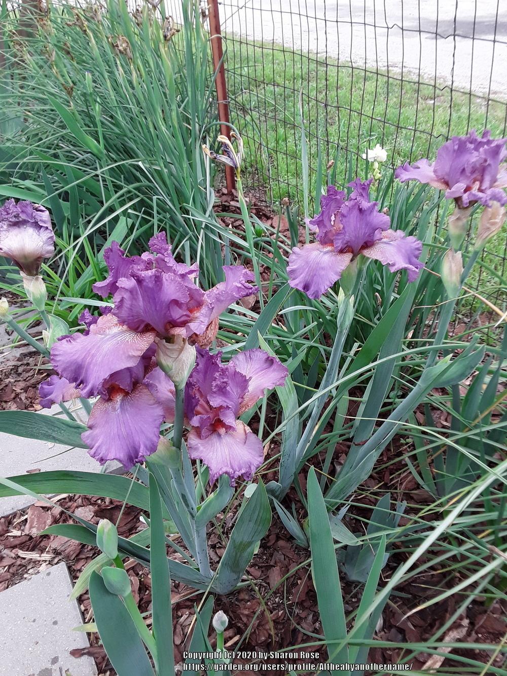 Tall Bearded Iris (Iris 'Talking Turkey') in the Irises Database ...