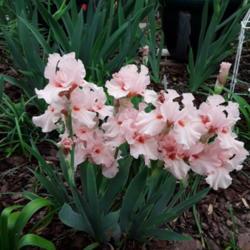Photo of the bloom of Border Bearded Iris (Iris 'Lenora Pearl') posted ...