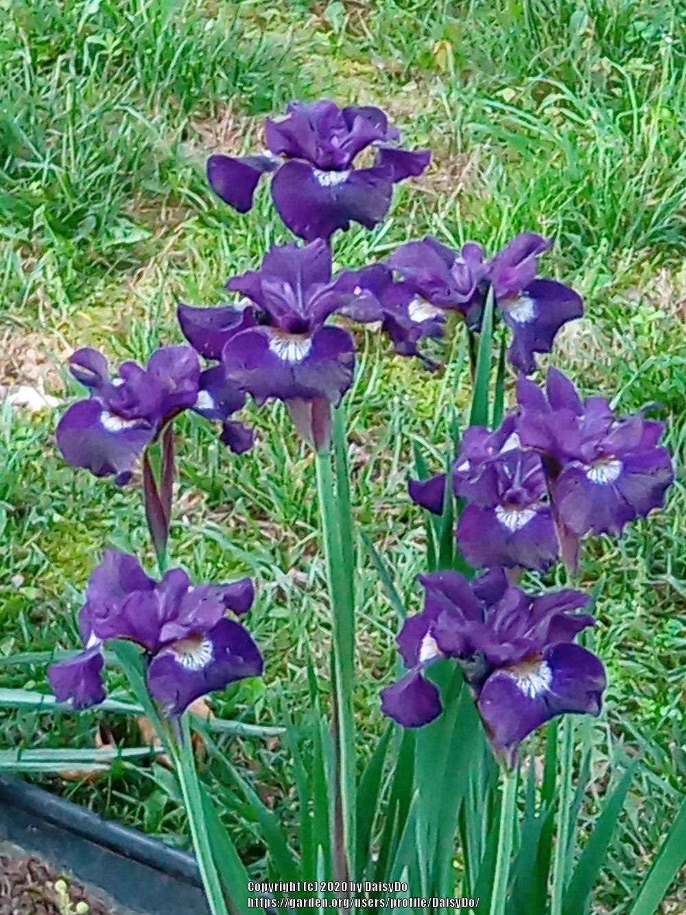 Siberian Iris (Iris 'Shirley Pope') in the Irises Database - Garden.org
