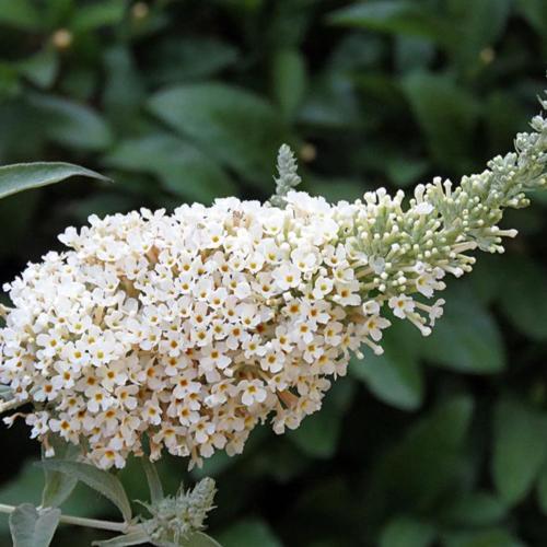 Butterfly Bush (Buddleja davidii Buzz™ Ivory) in the Butterfly Bushes ...