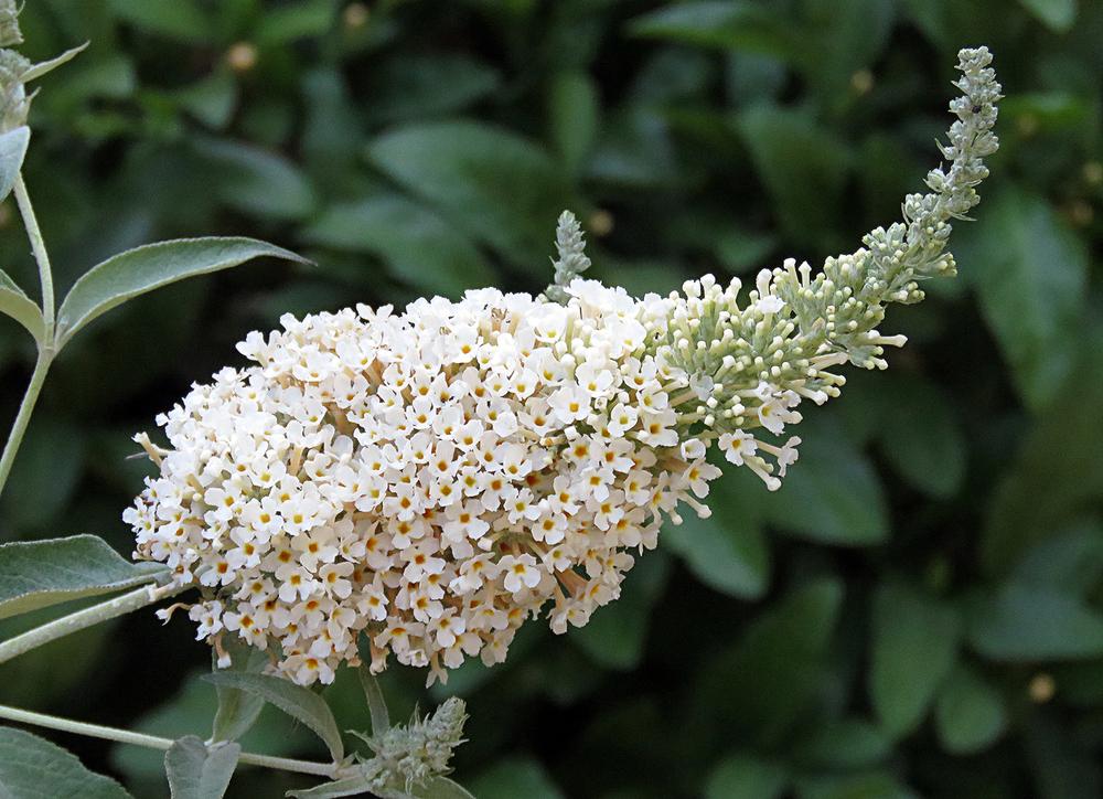 Photo of the bloom of Butterfly Bush (Buddleja davidii Buzz™ Ivory ...