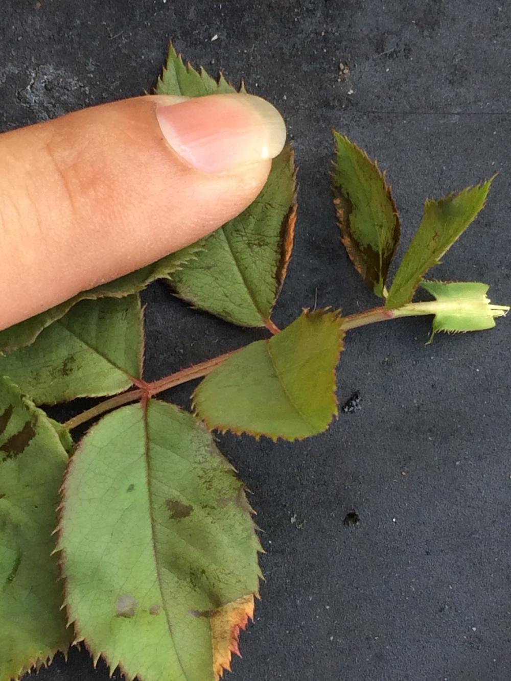 Rose leaves brown streaks? And tan edge in the Roses forum - Garden.org