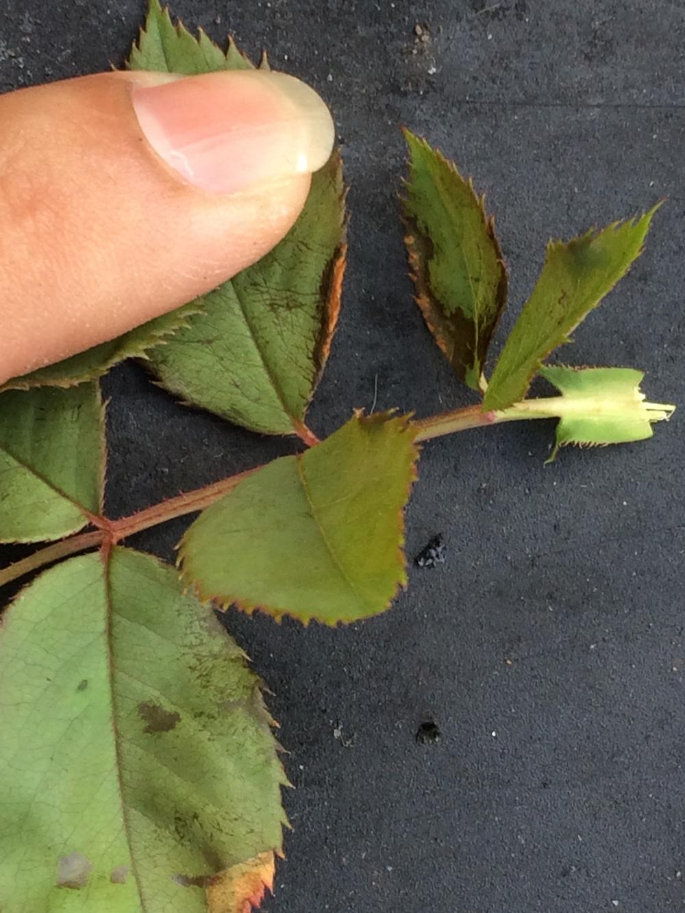 Rose leaves brown streaks? And tan edge in the Roses forum - Garden.org
