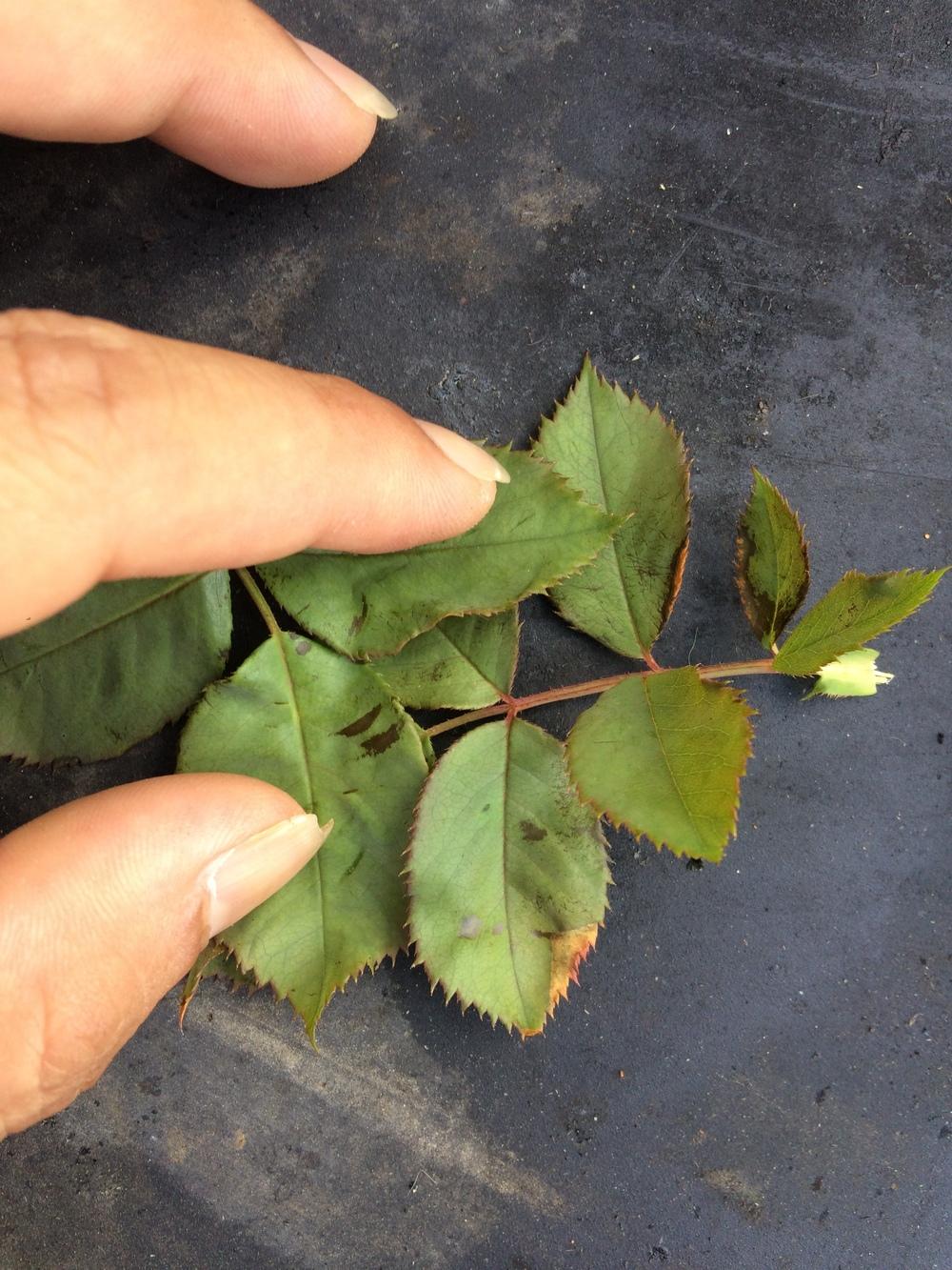 Rose leaves brown streaks? And tan edge in the Roses forum - Garden.org