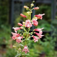 Penstemon Riding Hood Red in the Penstemons Database - Garden.org