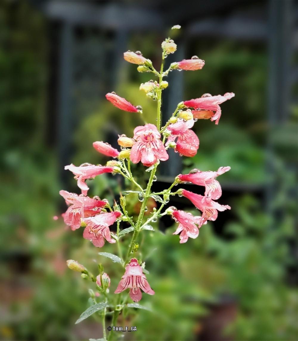 Penstemons: Plant Care and Collection of Varieties - Garden.org