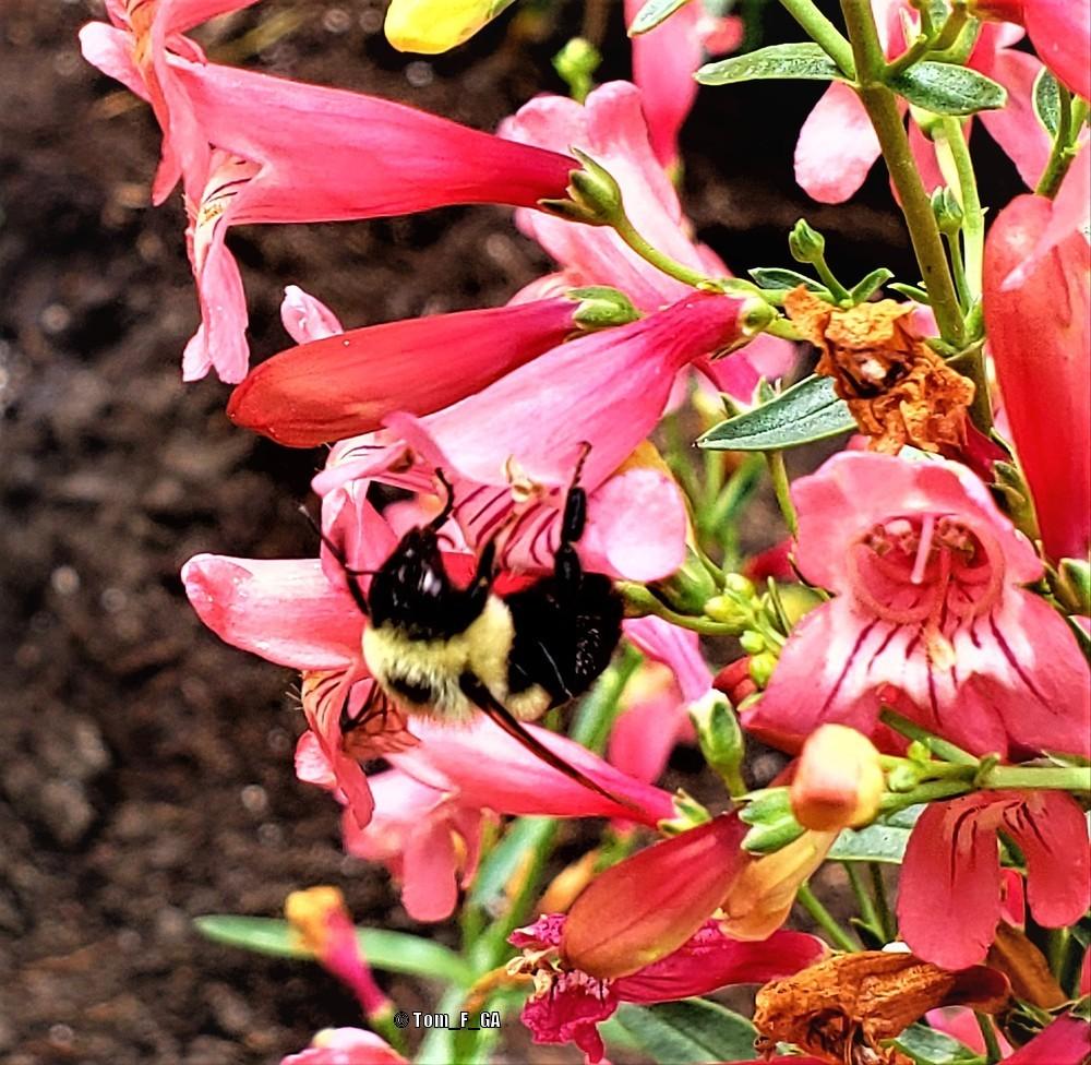 Penstemons: Plant Care and Collection of Varieties - Garden.org