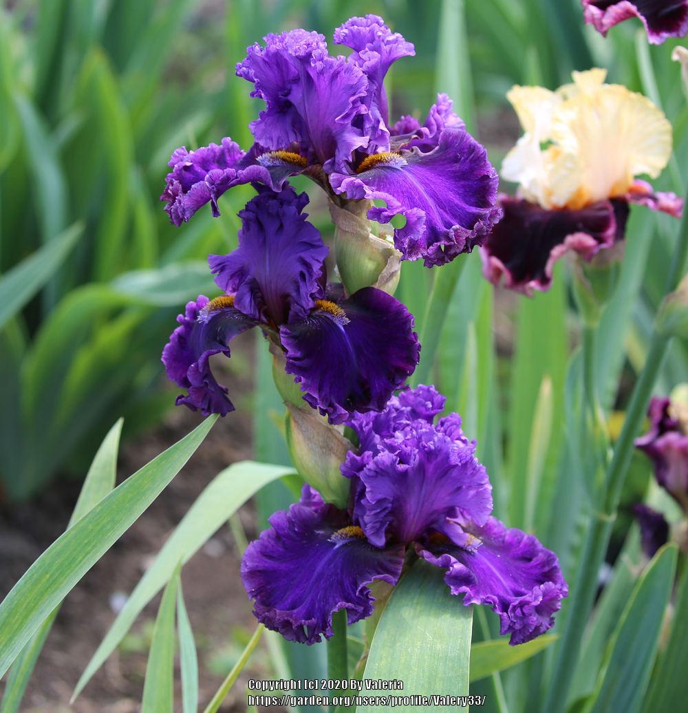 Photo of the bloom of Tall Bearded Iris (Iris 'Pagan Knight') posted by ...