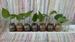 Experiments with moler clay (terramol) in the Philodendrons, Elephant ...