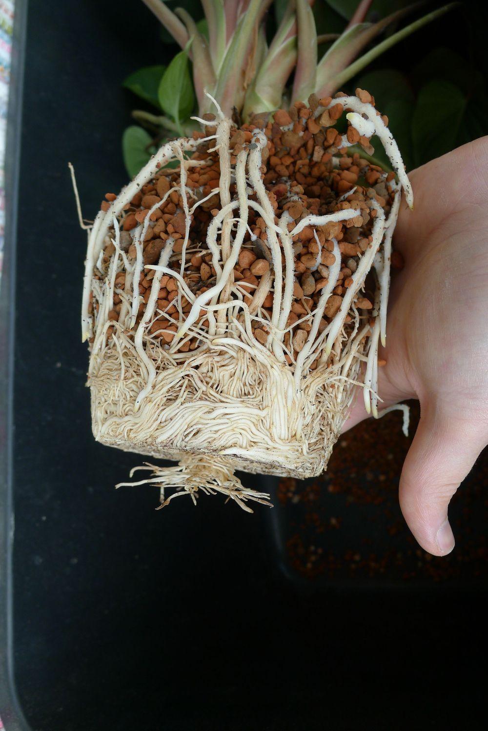 Experiments with moler clay (terramol) in the Philodendrons, Elephant ...